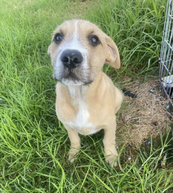 Donna Doolittle's Animal Rescue – Rescued is the best breed