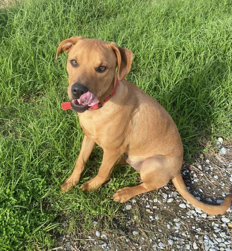 Donna Doolittle's Animal Rescue – Rescued is the best breed